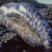 Solar Weather Linked to Gray Whale Strandings | The Scientist