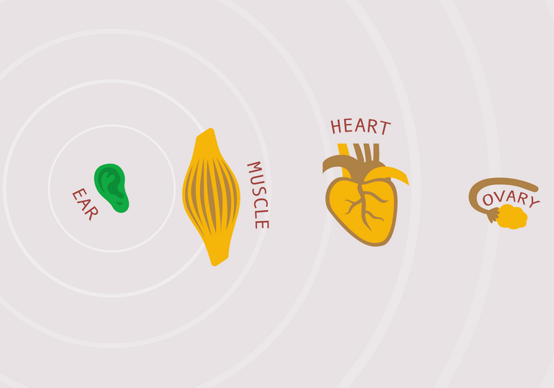 Infographic: Which 3-D Printed Tissues are Closest to the Clinic? | The ...