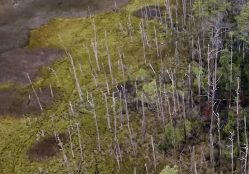 Enter a Ghost Forest | The Scientist