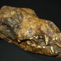 Image of the Day: Protodogs | The Scientist