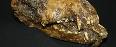 Image of the Day: Protodogs | The Scientist