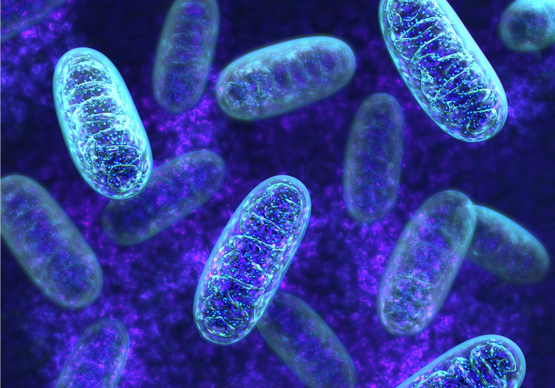 Macrophages in Mice Shuttle Mitochondria to Neurons in Need | The Scientist