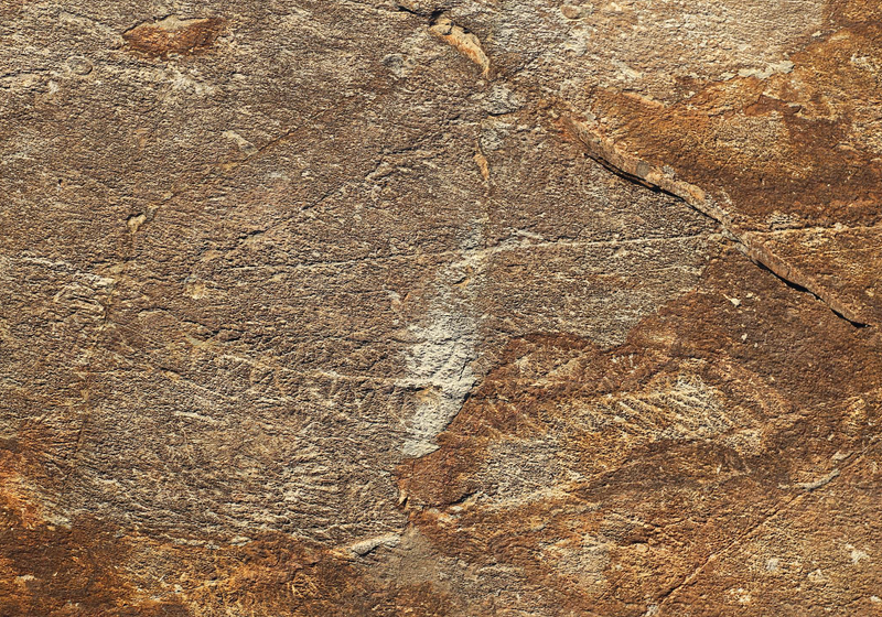 Image of the Day: Filament Networks | The Scientist