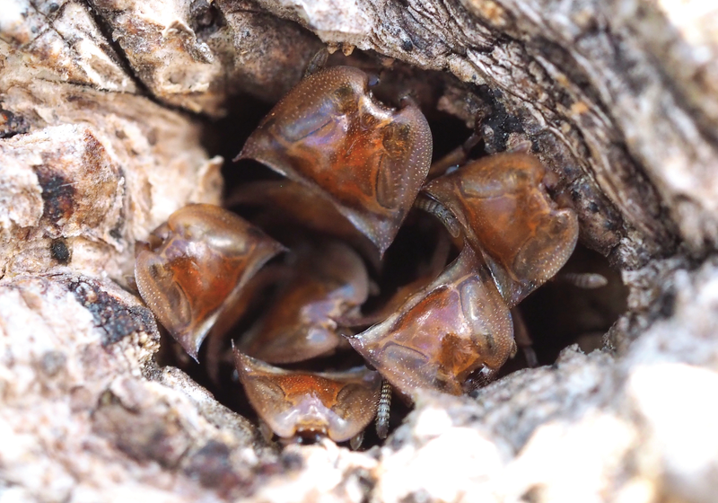 Image of the Day: Turtle Ant Soldiers | The Scientist