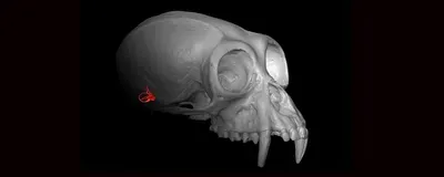 Image of the Day: Vestibular System | The Scientist