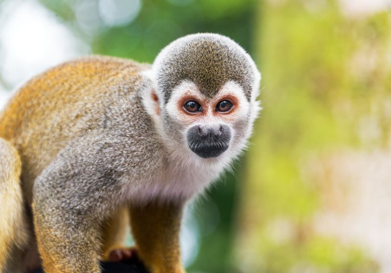 US Primate Centers Work to Protect Animals from COVID-19 | The Scientist