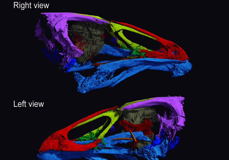 Image of the Day: Wonderchicken | The Scientist