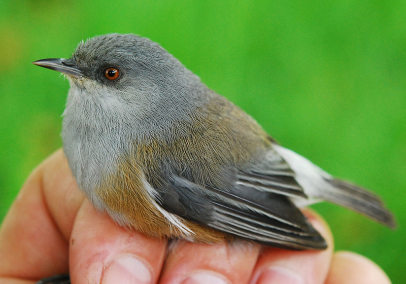 Image of the Day: Plumage Patterns | The Scientist