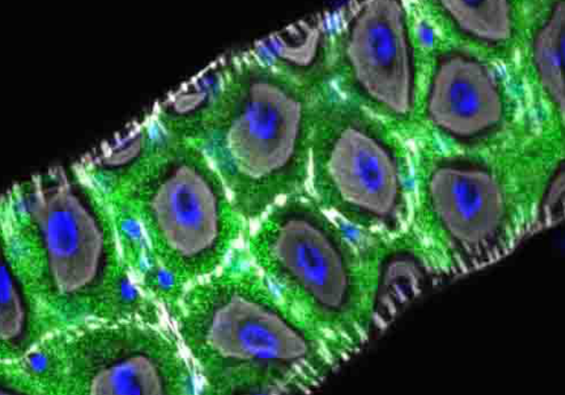 Image of the Day: Nutrient Sensor | The Scientist