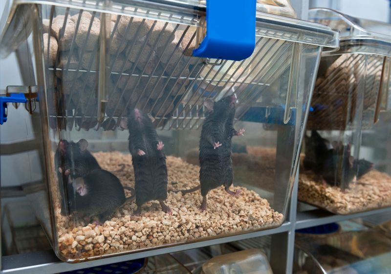 Animal Facilities Make Tough Decisions as Pandemic Closes Labs | The ...