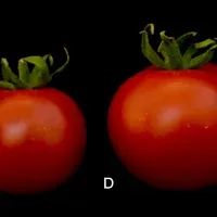 Image of the Day: Tomato Domestication | The Scientist