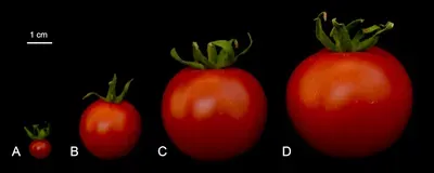 Image of the Day: Tomato Domestication | The Scientist