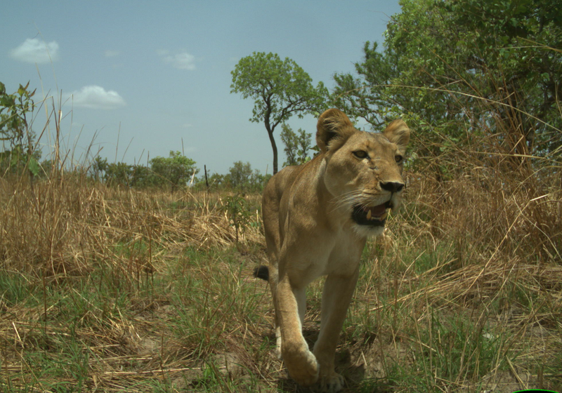 Image of the Day: Lion Cam | The Scientist