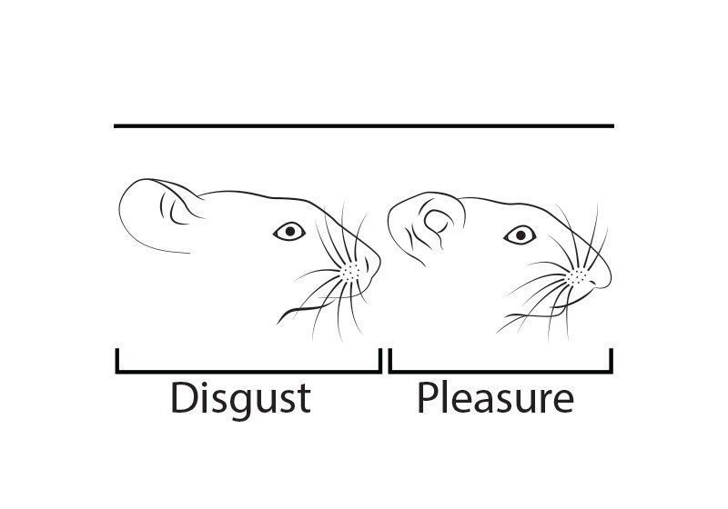 Facial Expressions Decoded in Mice | The Scientist