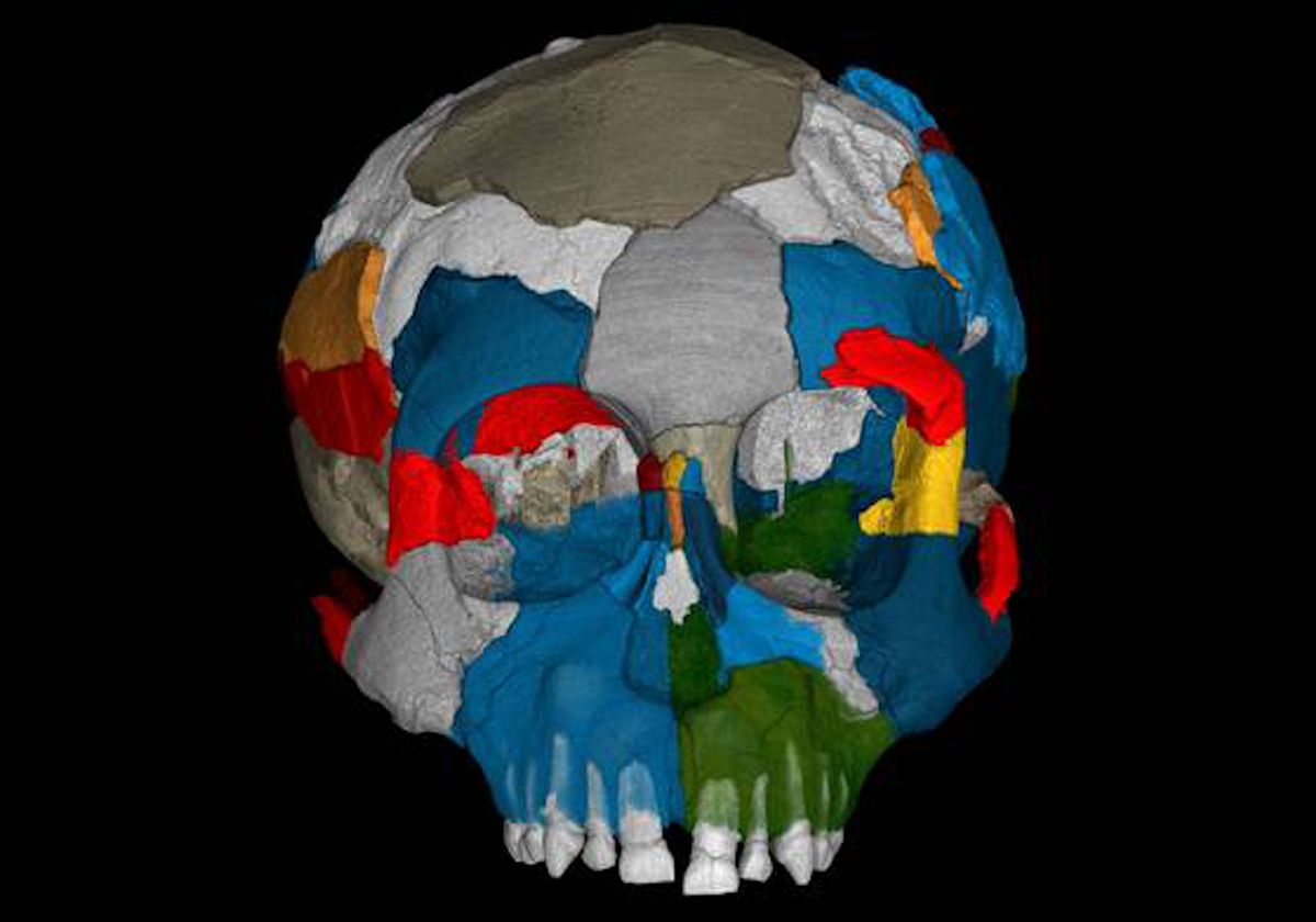 Australopithecus Afarensis Skull Drawing