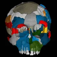 Australopithecus Afarensis | The Scientist