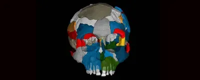 Australopithecus Afarensis Brain Volume Paranthropus Robustus The