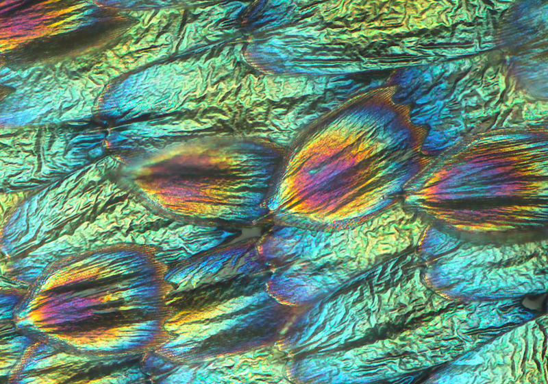 Image of the Day: Structural Colors | The Scientist
