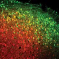 Fear Response | The Scientist