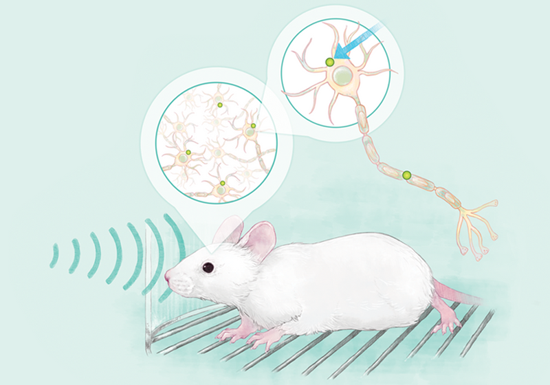 Infographic: Messing with a Mouse’s Memory | The Scientist