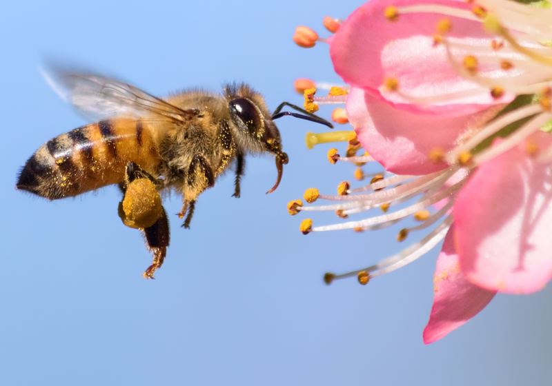Once Is Enough For Long-Term Memory Formation in Bees | The Scientist