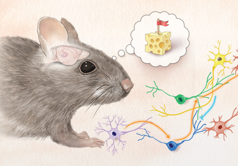 Pattern Separation | The Scientist