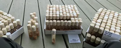 Amid the COVID-19 Pandemic, Some Scientists Bring the Bench Home | The ...