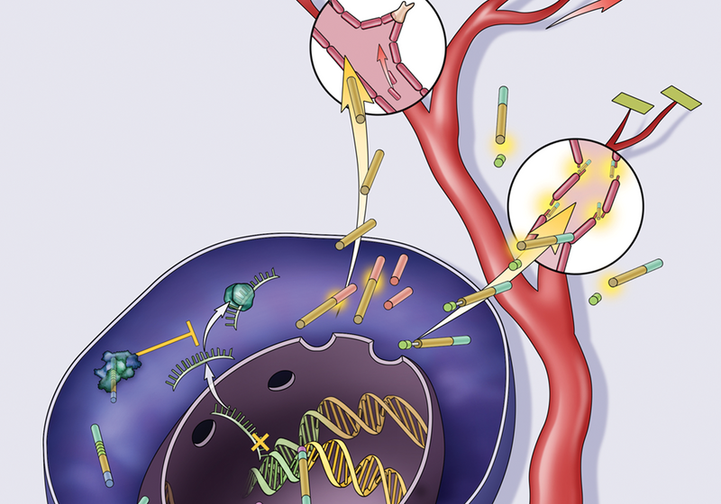 Infographic: Synthetases and the Evolution of Circulatory Systems | The ...