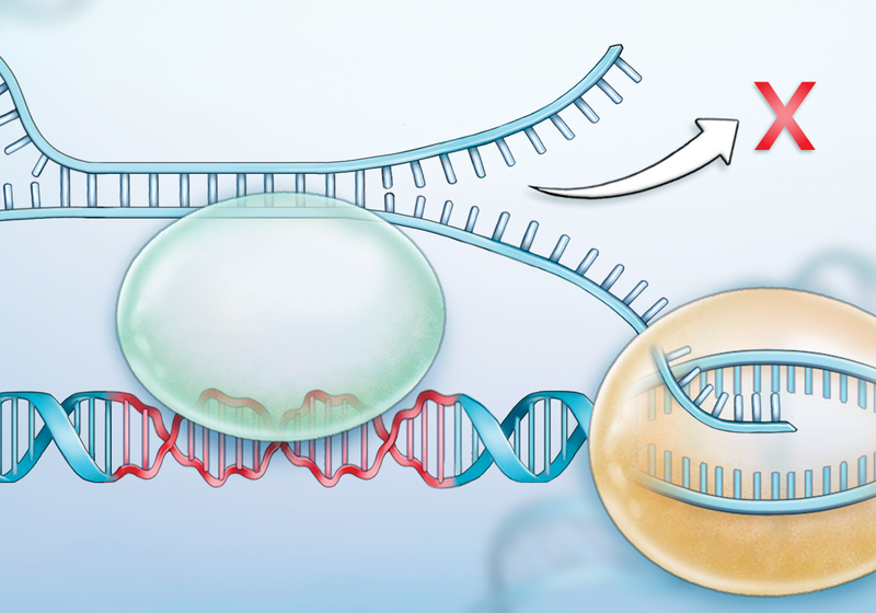 Infographic: DNA Isn’t Always Right-Handed | The Scientist