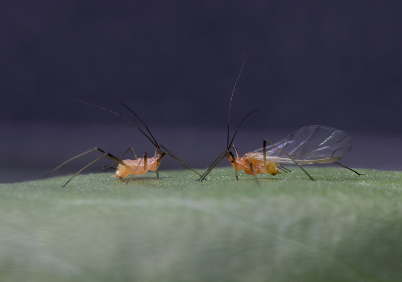 How a Pea Aphid Decides to Make Wings or Not | The Scientist