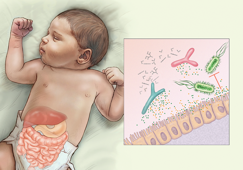 Infographic: The Changing Infant Gut Microbiome | The Scientist