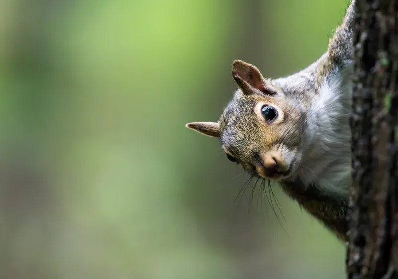 Squirrel | The Scientist