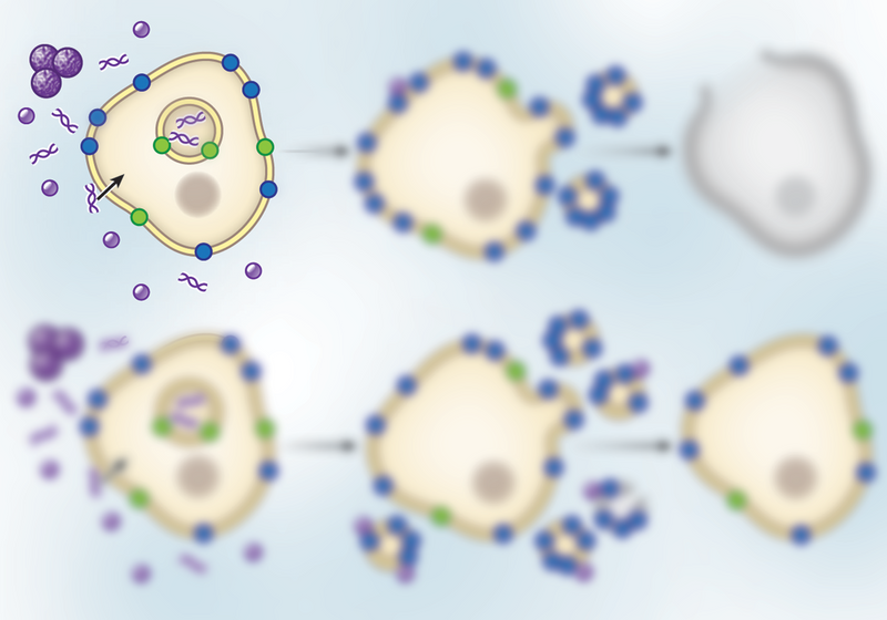 Infographic: How Cells Use Decoys to Defend Against Pathogens | The ...