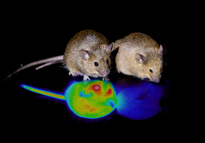 Discovered: Brain Cells that Control Hibernation-Like States | The ...