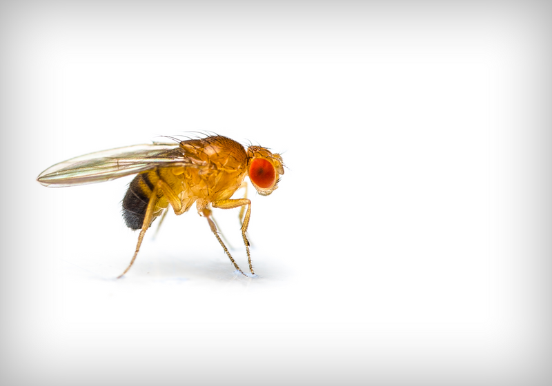 Male Flies’ Y Chromosome May Contribute to Earlier Deaths | The Scientist