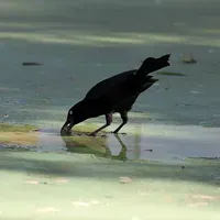 Michael Graw Author Profile | The Scientist