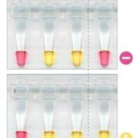New England Biolabs' SARS-CoV-2 Rapid Colorimetric LAMP Assay Kit ...