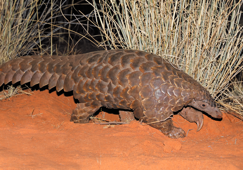Tracking Pangolin Traffic Networks | The Scientist