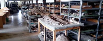 Initiative Seeks to CT Scan Kenya’s Unexplored Fossil Trove | The Scientist