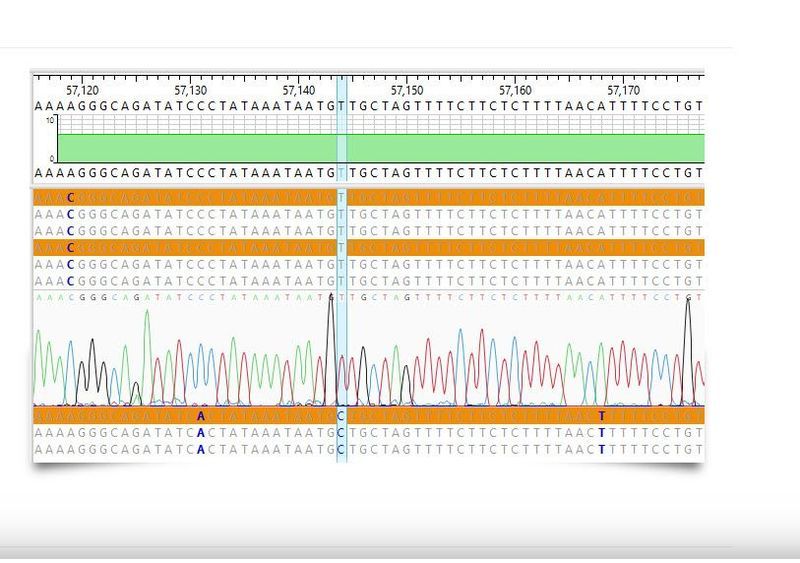 DNASTAR Releases Lasergene 17.1 Software | The Scientist