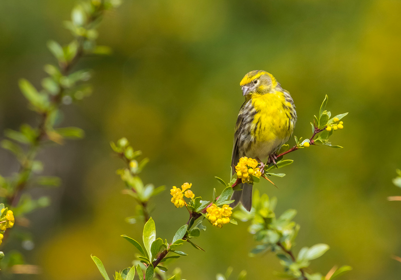 The Gene that Makes Female Birds Drab | The Scientist