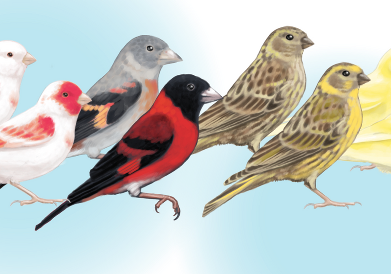 Infographic: Dialing Down the Glitz | The Scientist