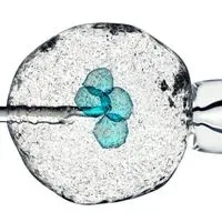 Panel Lays Out Guidelines for CRISPR-Edited Human Embryos | The Scientist