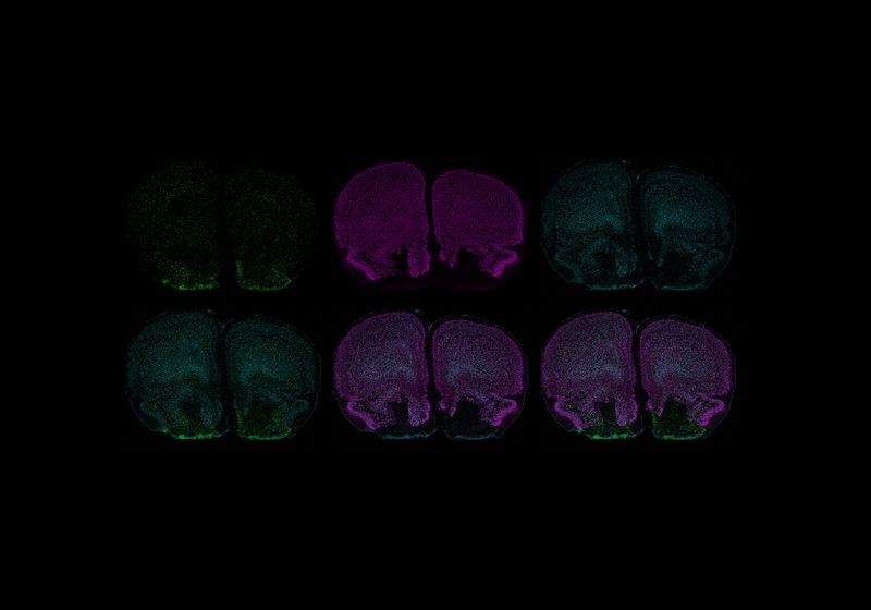 Immune Cell and Its Cytokine Control Exploratory Behavior in Mice | The ...