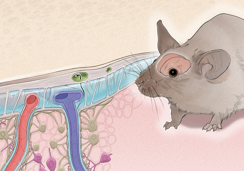 Infographic: How Cytokines Flow into and out of the Brain | The ...
