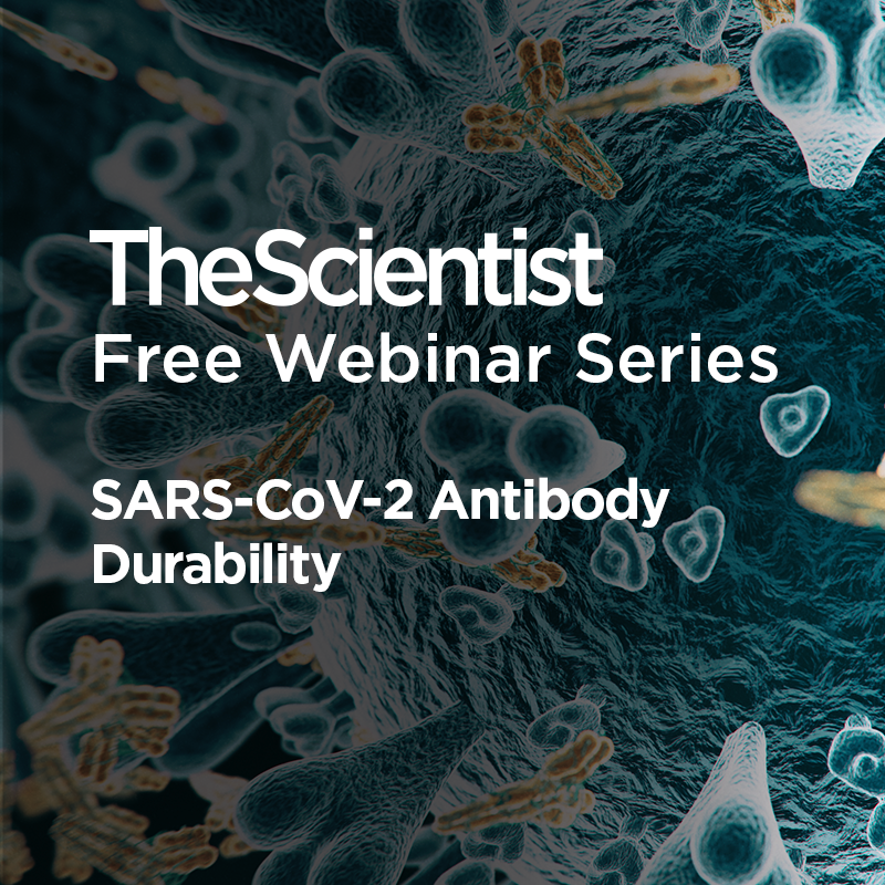 SARS-CoV-2 Antibody Durability | The Scientist