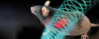 Electric and Magnetic Field Treatments Lower Mouse Blood Sugar | The ...
