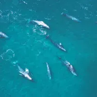 Global Warming | The Scientist