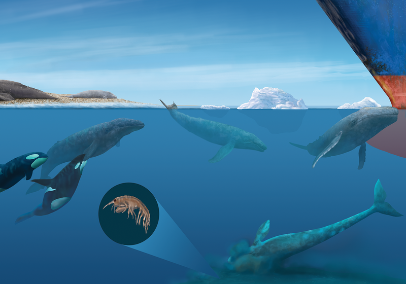 Infographic: Investigating Whale Strandings Along the North American ...