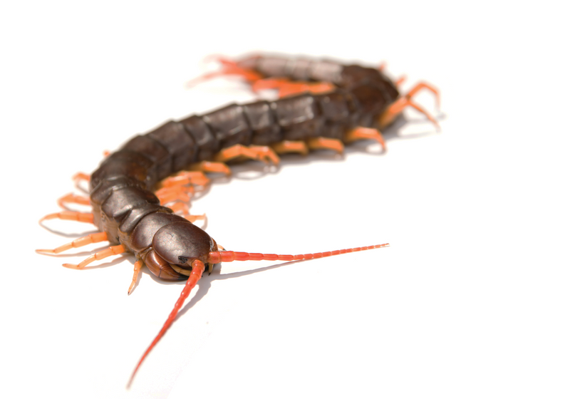 How a Centipede Survives its Own Species’ Venom | The Scientist
